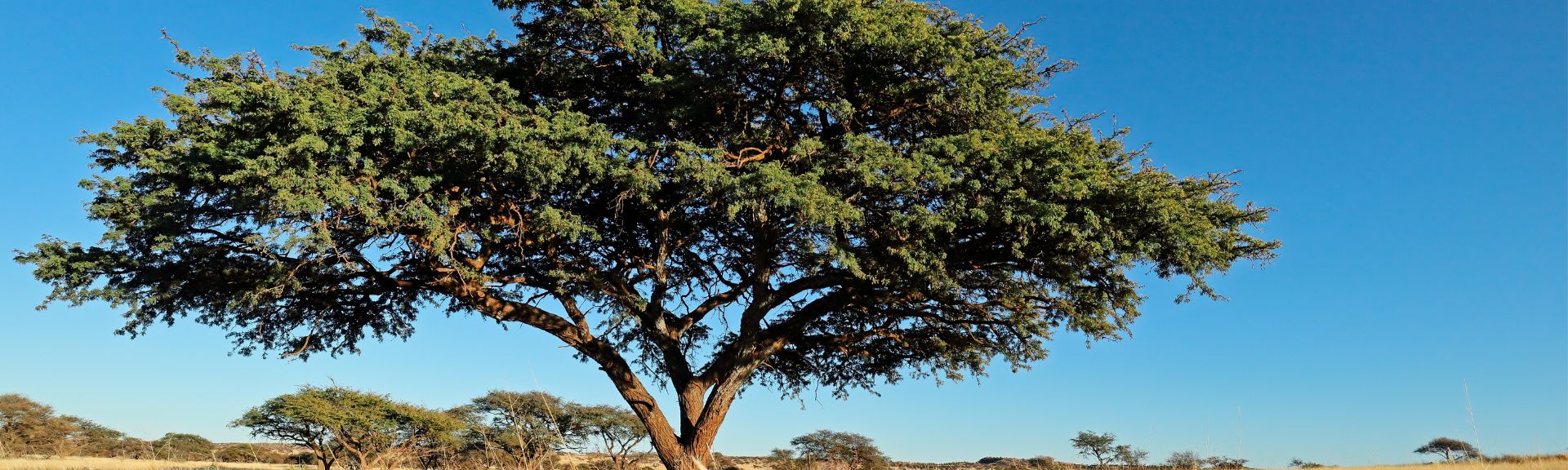 Contact Us - Sehlare Sa Meetlwa